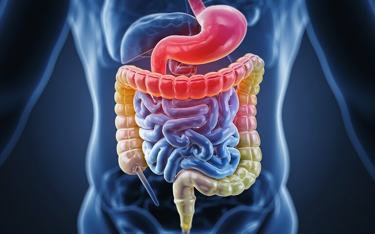 The human digestive process