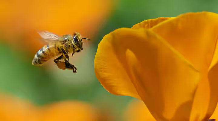 Bee propolis – nature's intelligent protection system